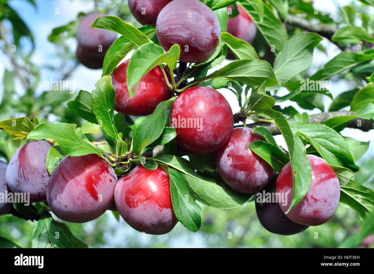 ripe plums on a tree branch Stock Photo - Alamy