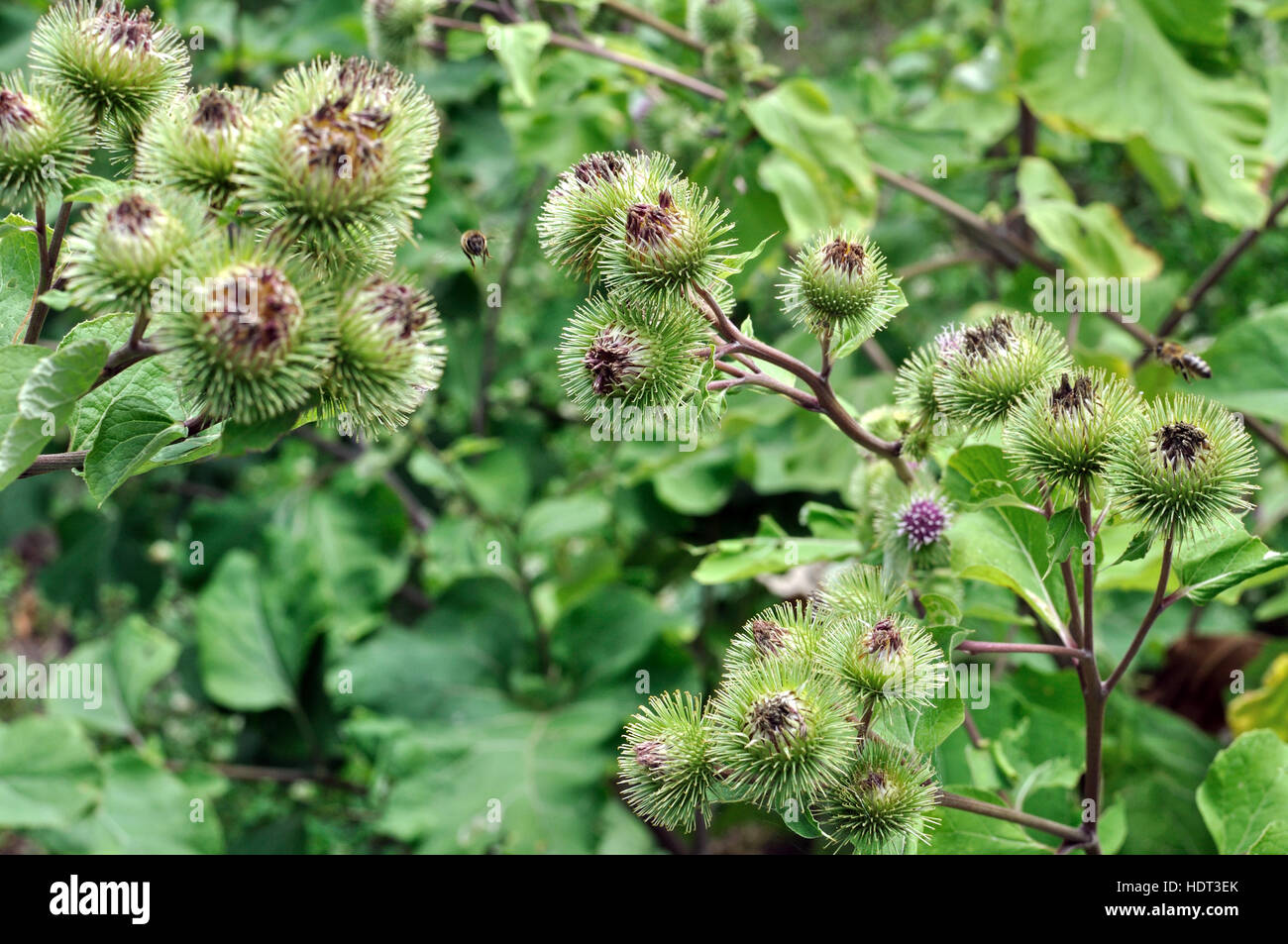 close-up of medical burdock (Arctium lappa Stock Photo - Alamy