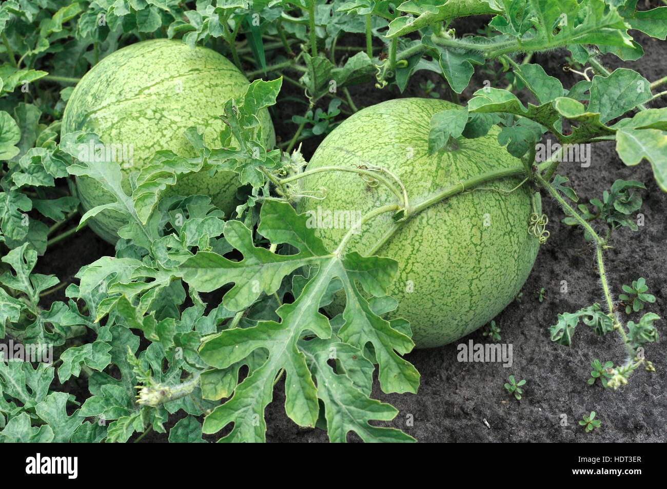 Ripening watermelon hi-res stock photography and images - Alamy