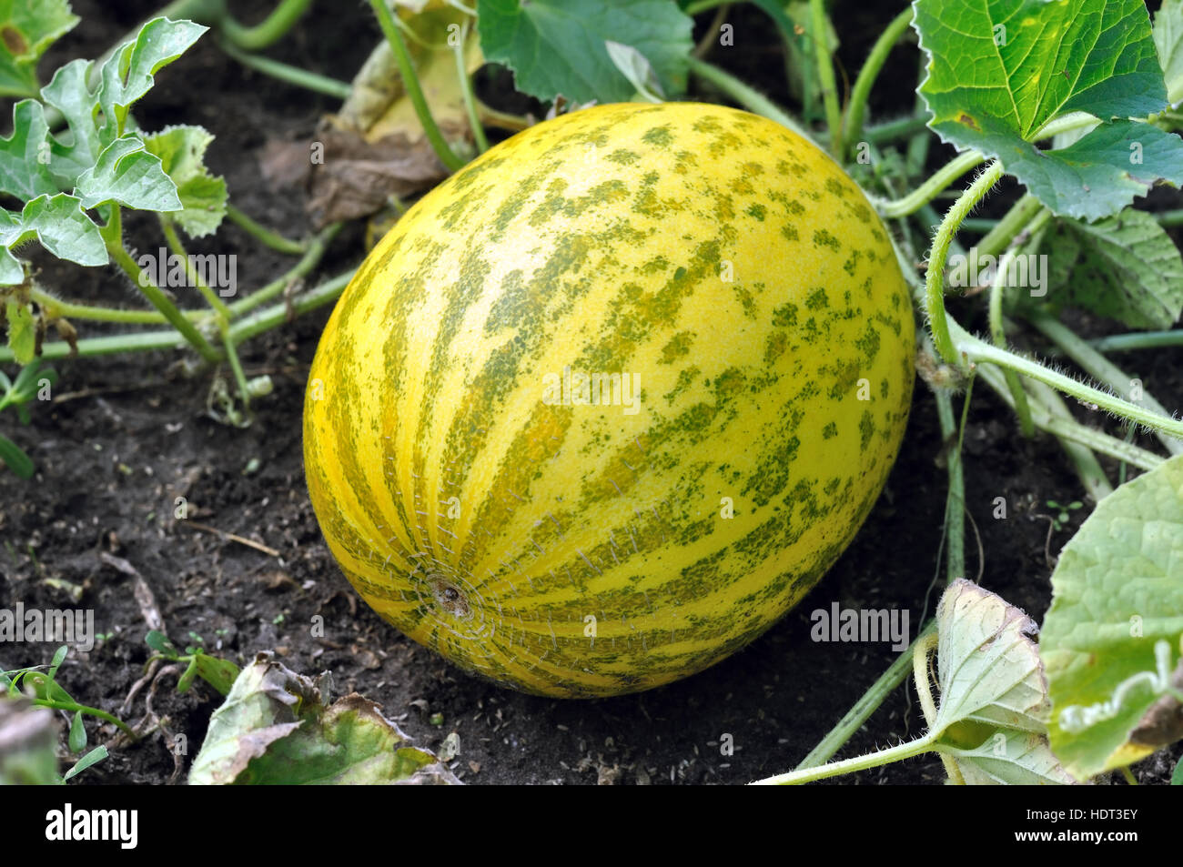 Melon peel hi-res stock photography and images - Alamy