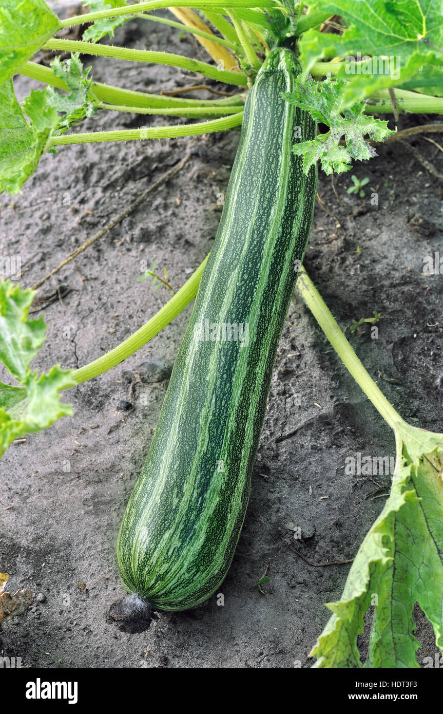 close-up of ripe zucchini Stock Photo - Alamy