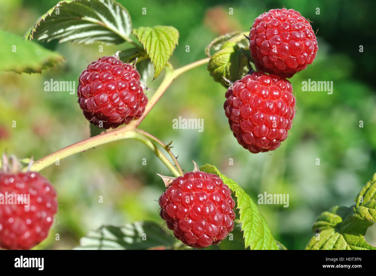 close-up of ripe raspberry Stock Photo - Alamy