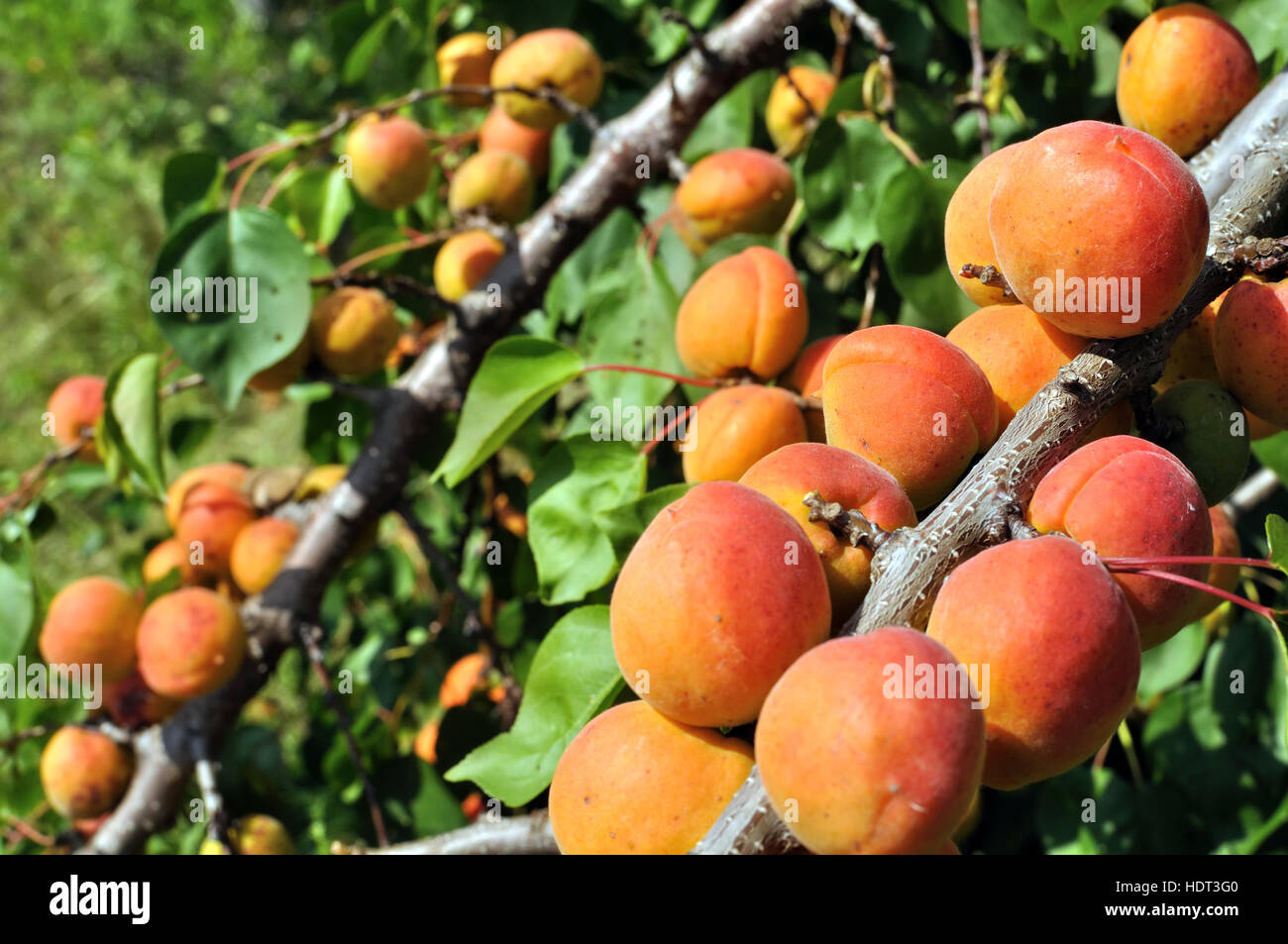 close-up of the ripe apricots Stock Photo - Alamy