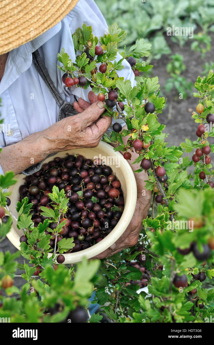 Harvesting gooseberries hi-res stock photography and images - Alamy