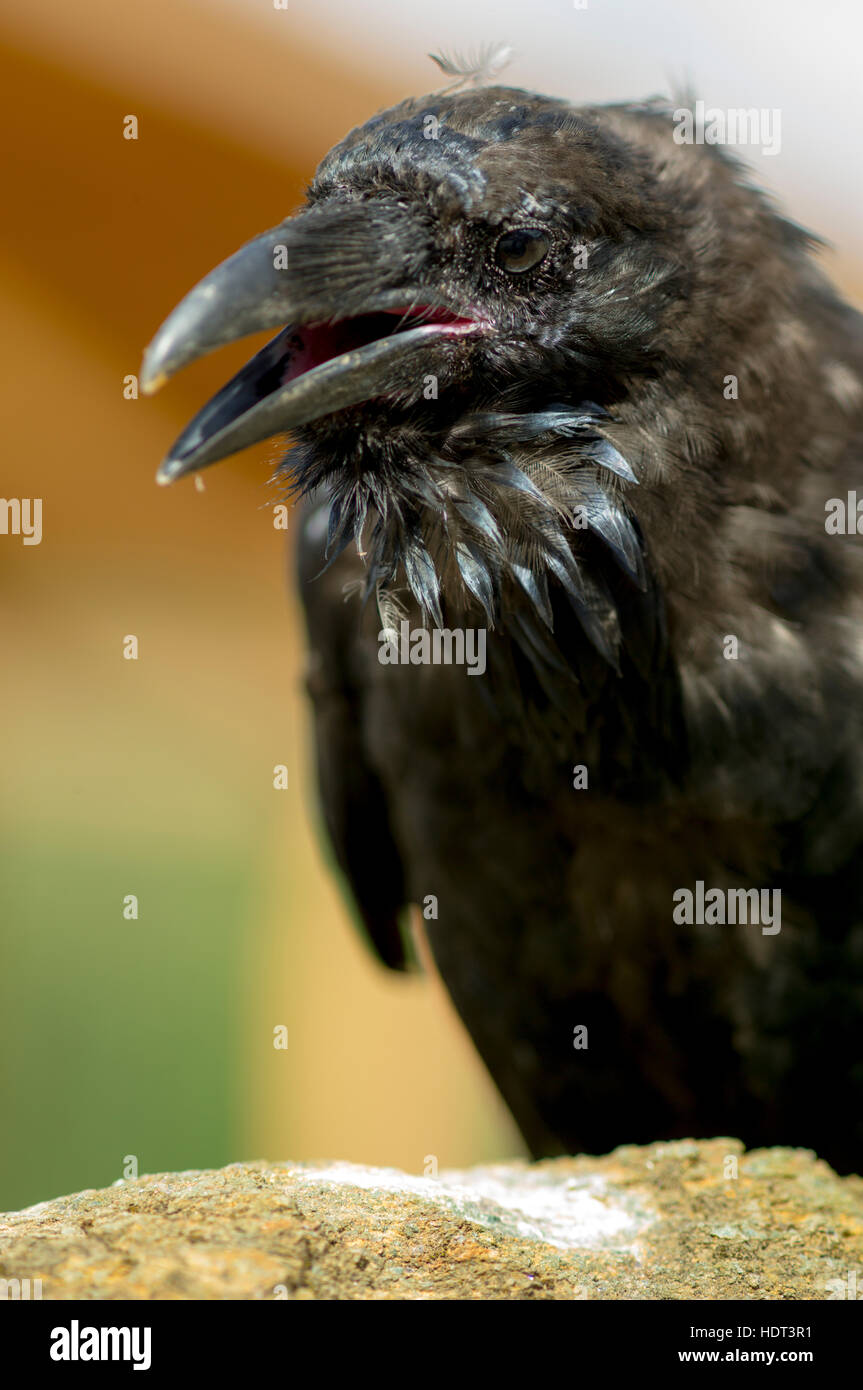 Alaska Common Crow High Resolution Stock Photography and Images - Alamy