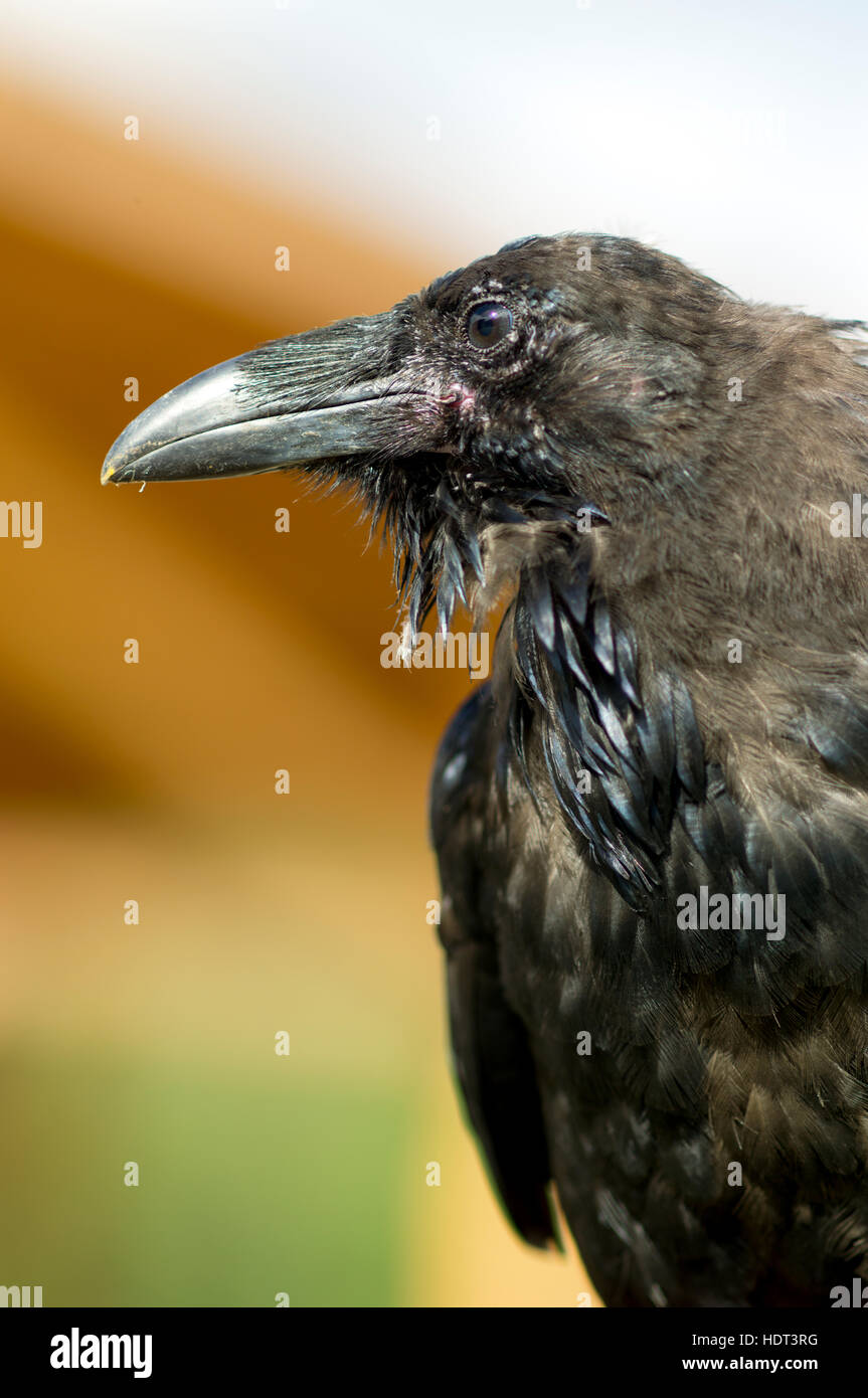 Common raven alaska hi-res stock photography and images - Alamy