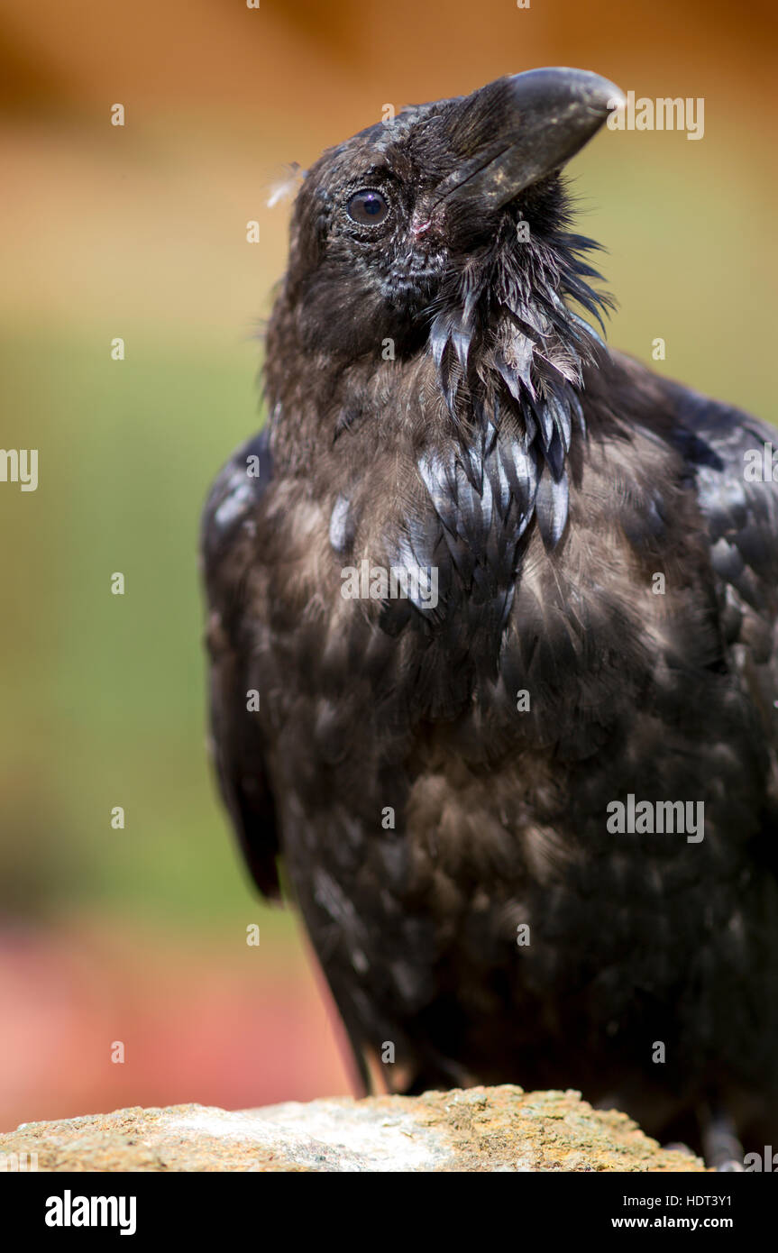 Common raven alaska hi-res stock photography and images - Alamy