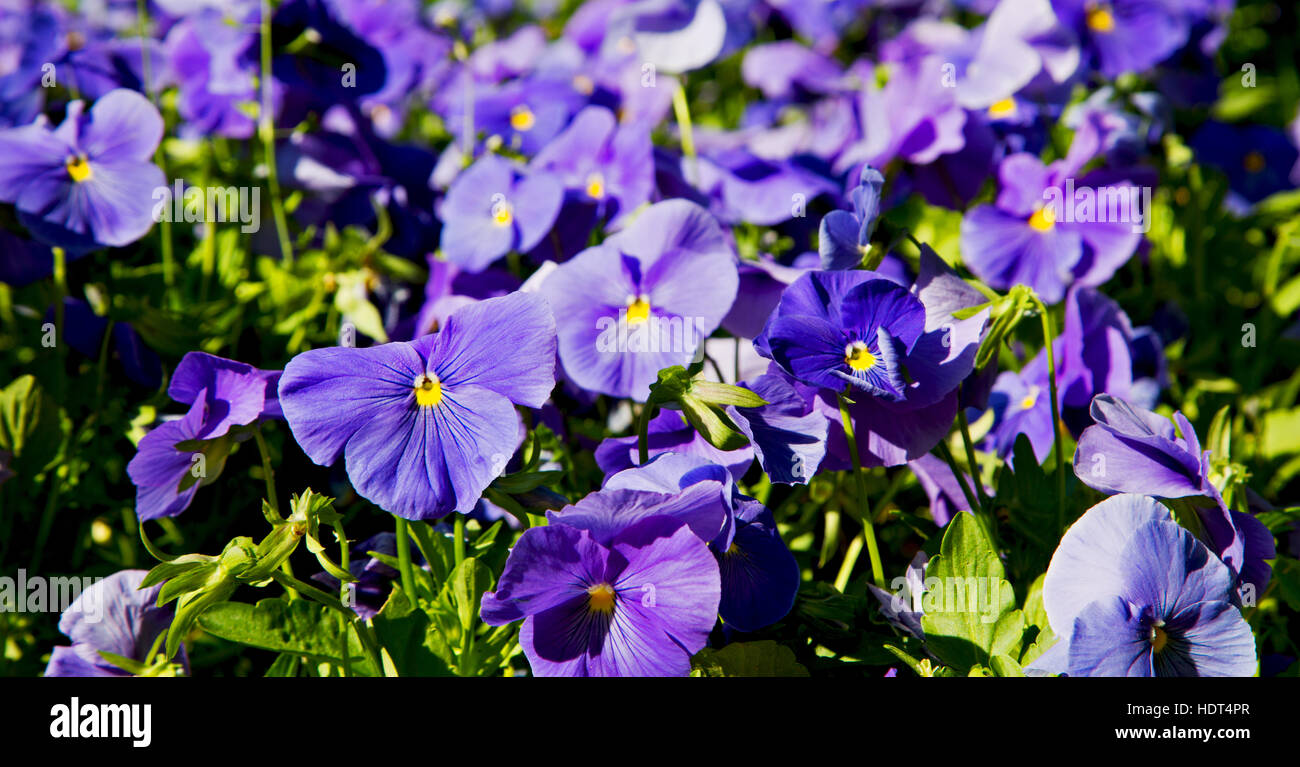 blur in the spring colors flowers and garden Stock Photo - Alamy