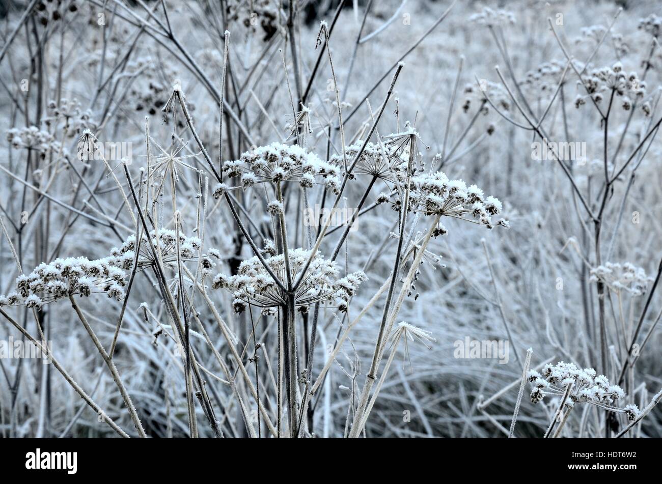 Covered seed hi-res stock photography and images - Alamy