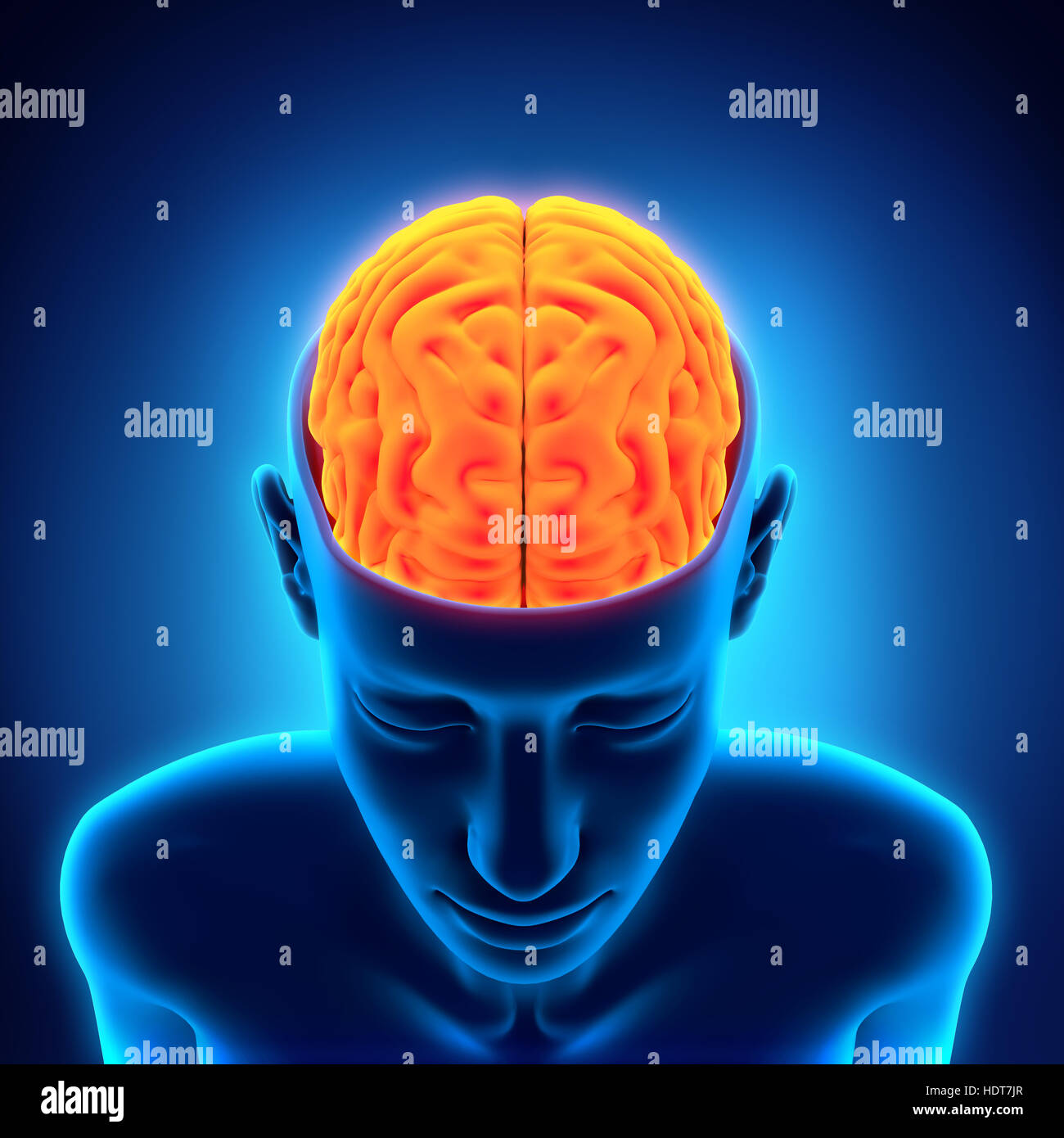 Human brain anatomy hi-res stock photography and images - Alamy