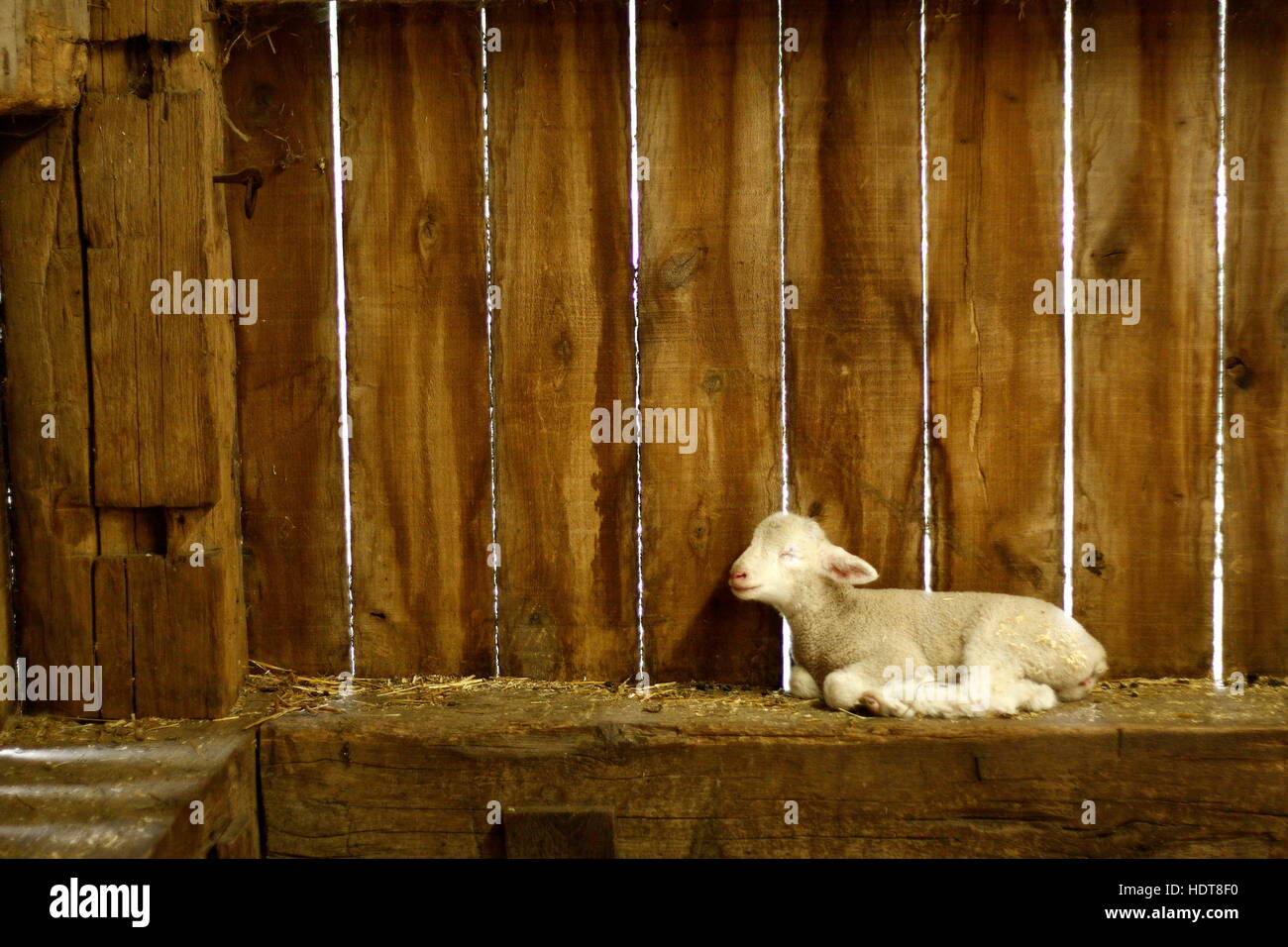 Lamb in a barn Stock Photo - Alamy
