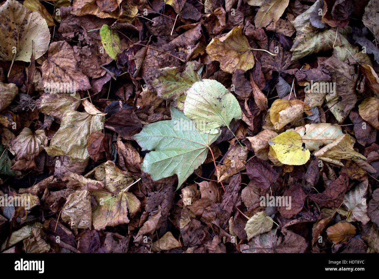 Abstract leaf backgrounds fallen leaves on the forest floor Stock Photo ...