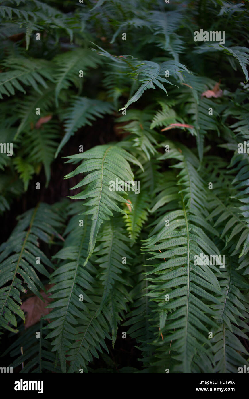 Fern in natural lighting Stock Photo - Alamy