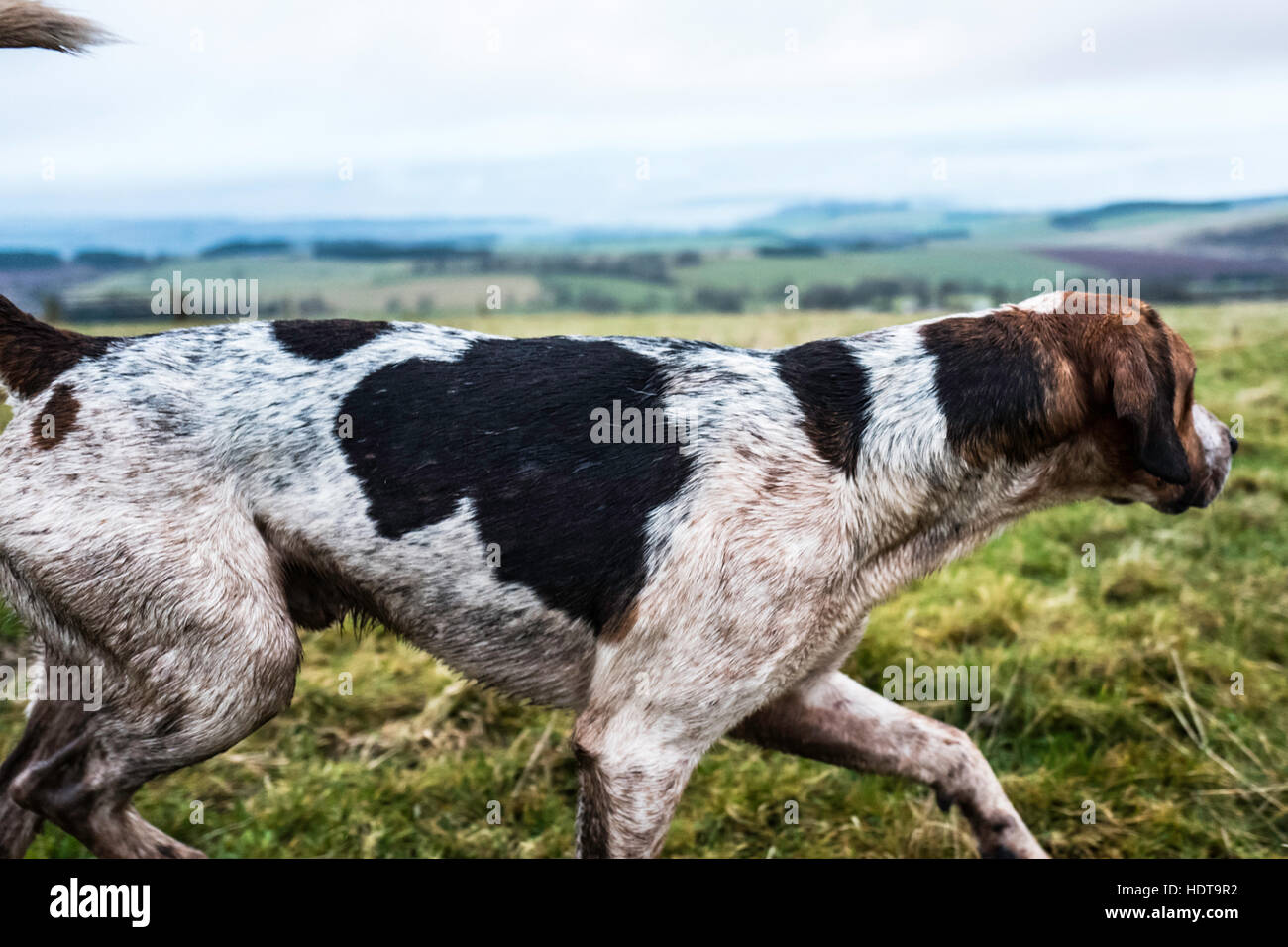 Foxhound High Resolution Stock Photography and Images - Alamy