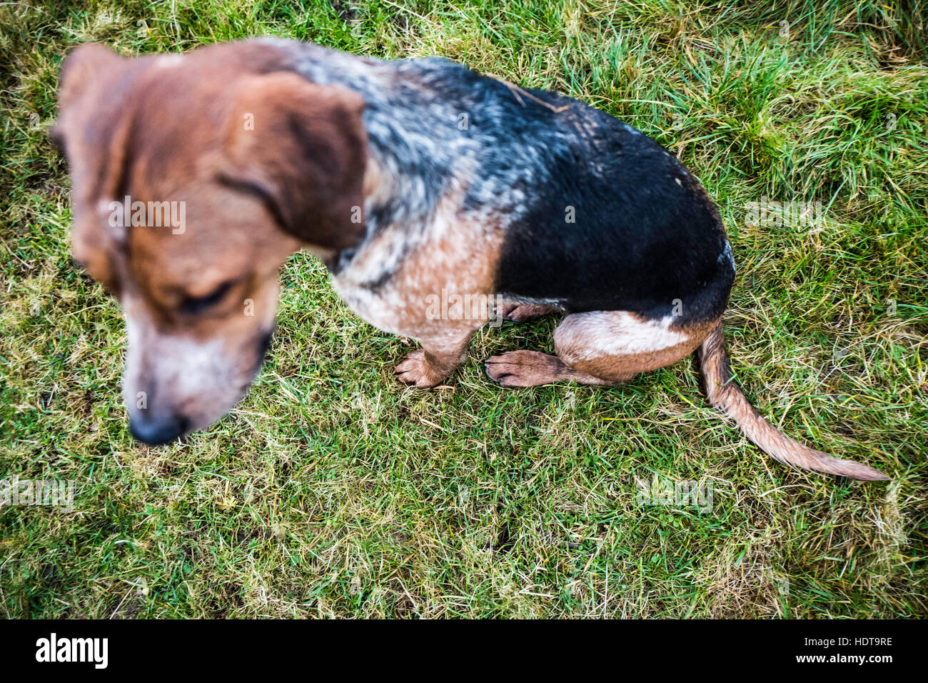 Foxhound High Resolution Stock Photography and Images - Alamy