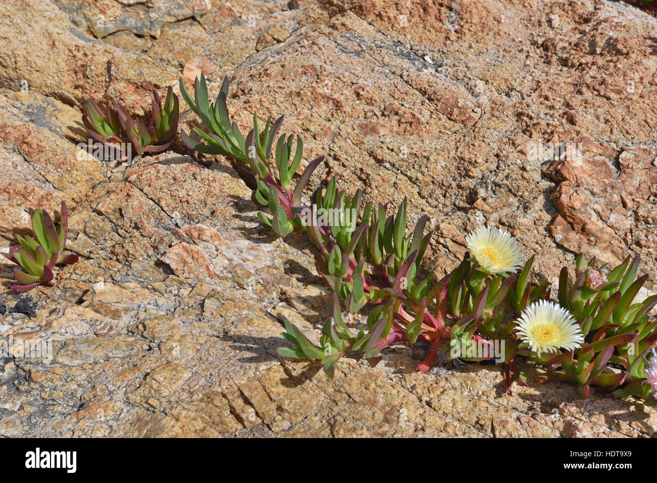 Creeping ice plant hi-res stock photography and images - Alamy