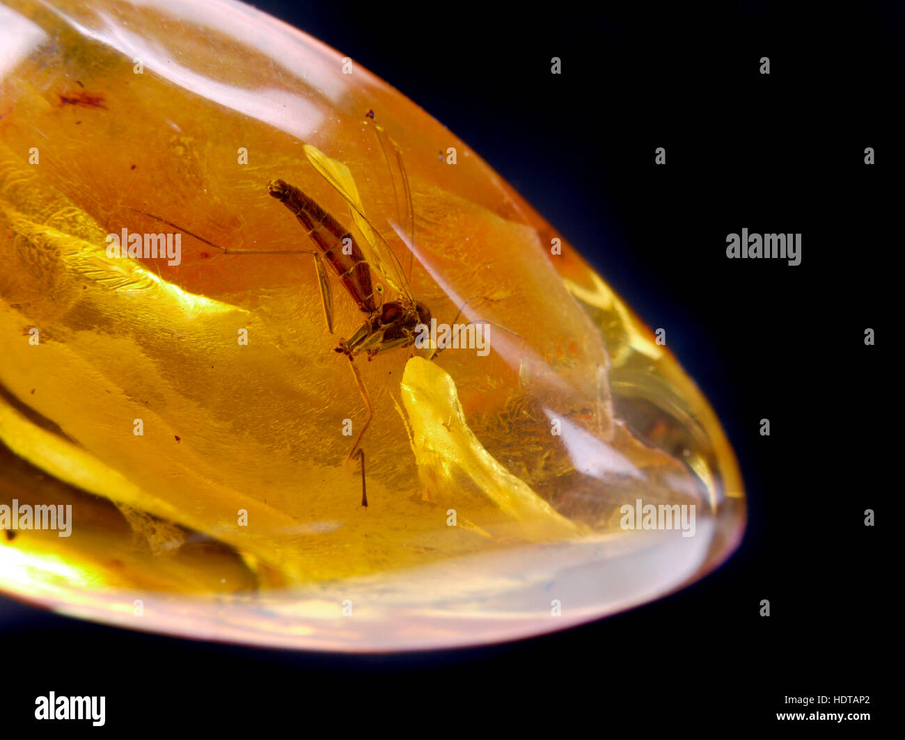 INSECTS TRAPPED IN AMBER Stock Photo - Alamy