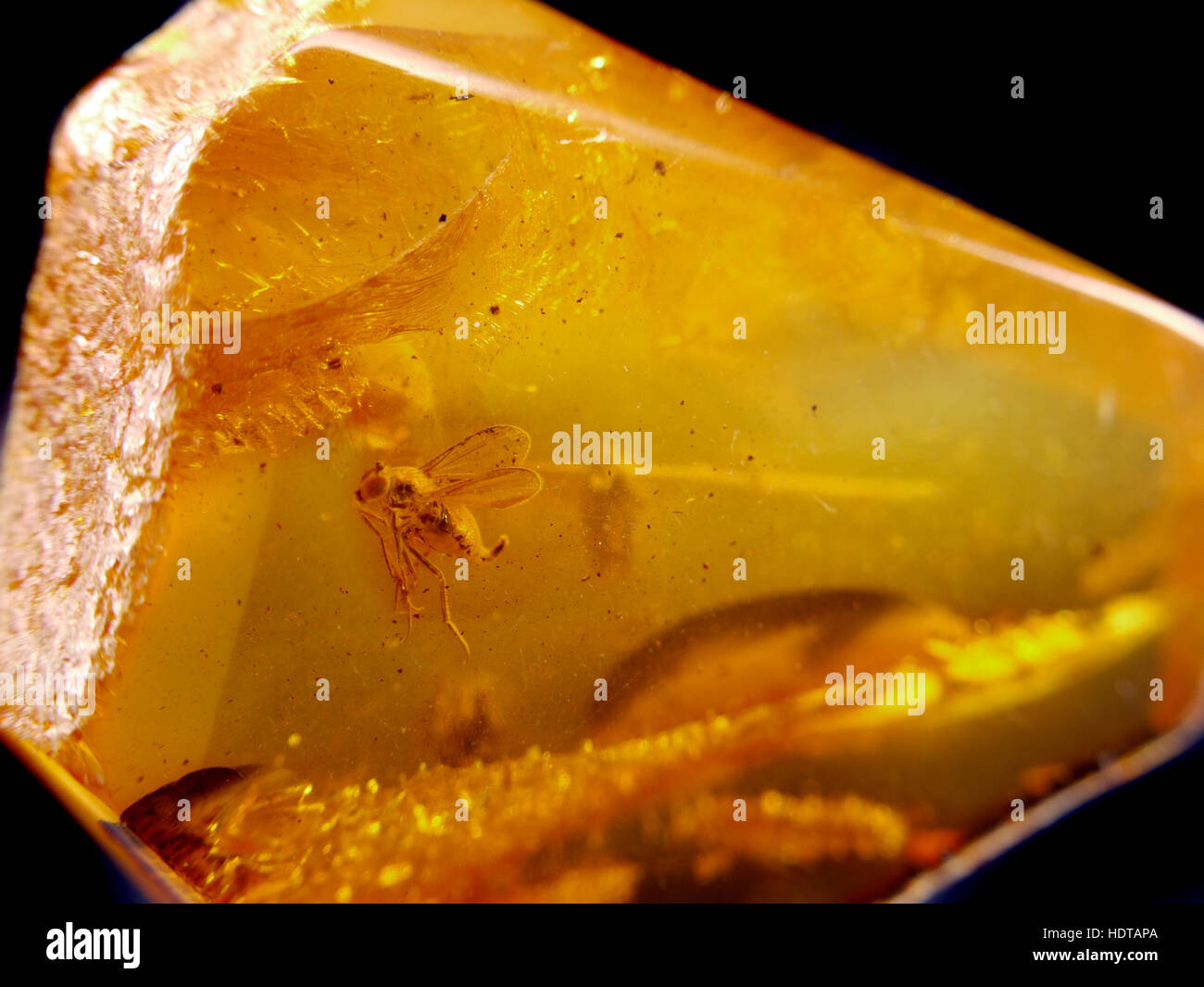 INSECTS TRAPPED IN AMBER Stock Photo - Alamy