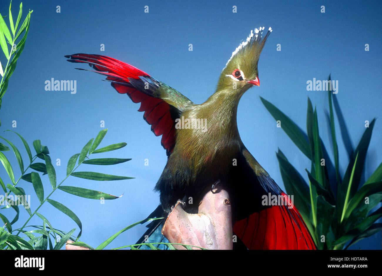 Touracos of africa hi-res stock photography and images - Alamy