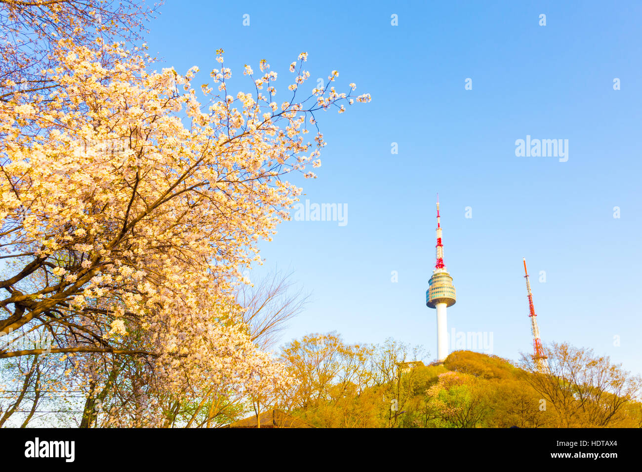 Namsan and N Seoul Tower seen on peak of mountain behind blooming ...