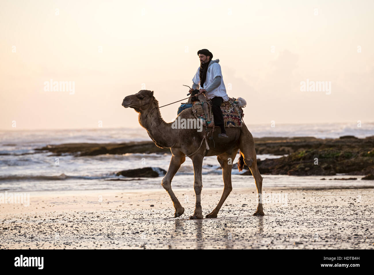 Beduin with dromedary on the beach in Morocco at sunset in traditional ...
