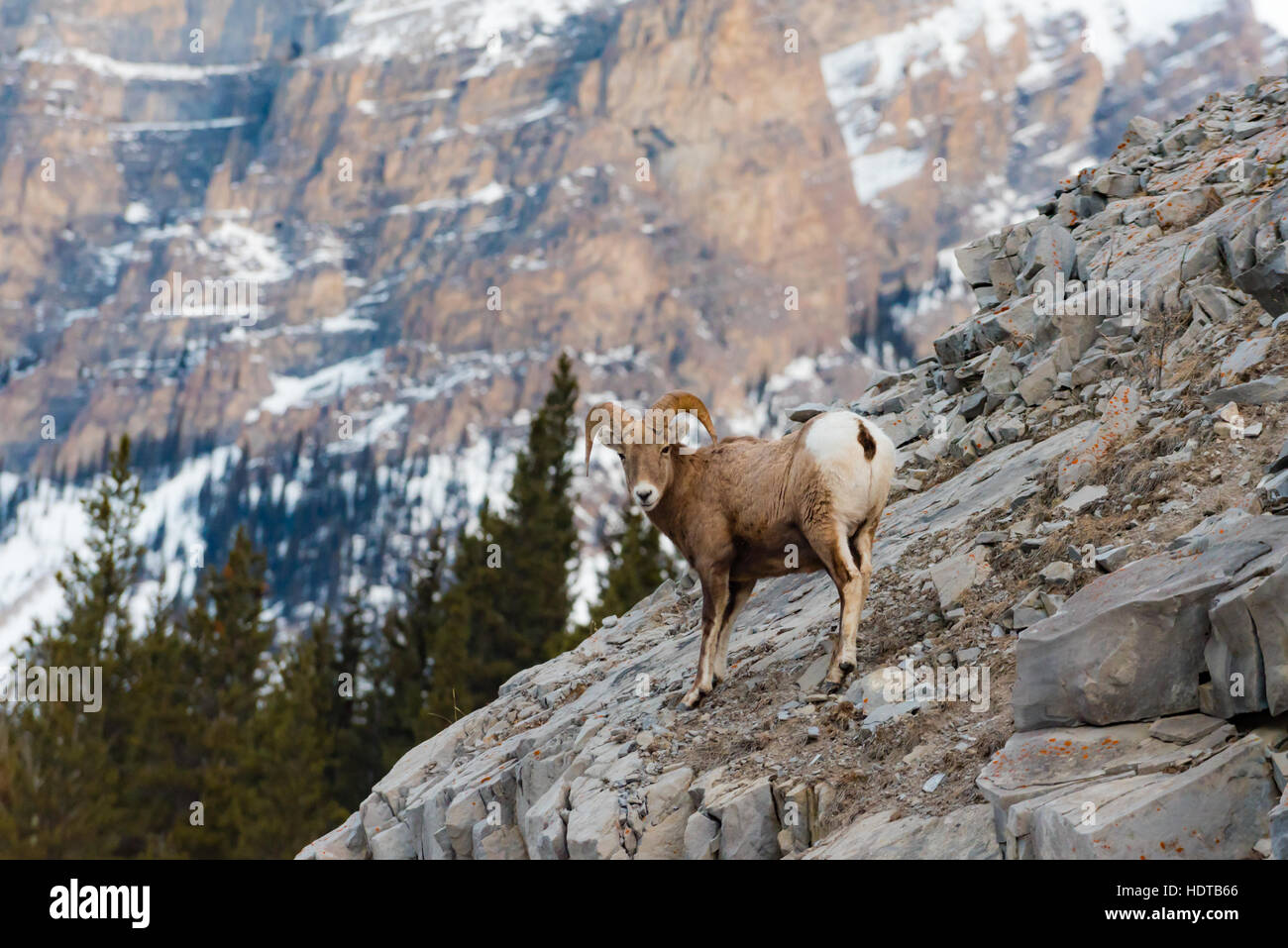 Rocky Mountain Bighorn Sheep on a cliffs edge in the mountains of ...