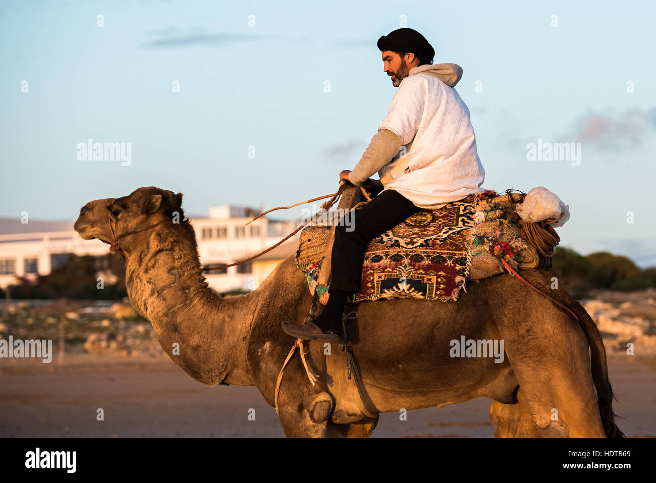 Beduin with dromedary on the beach in Morocco at sunset in traditional ...