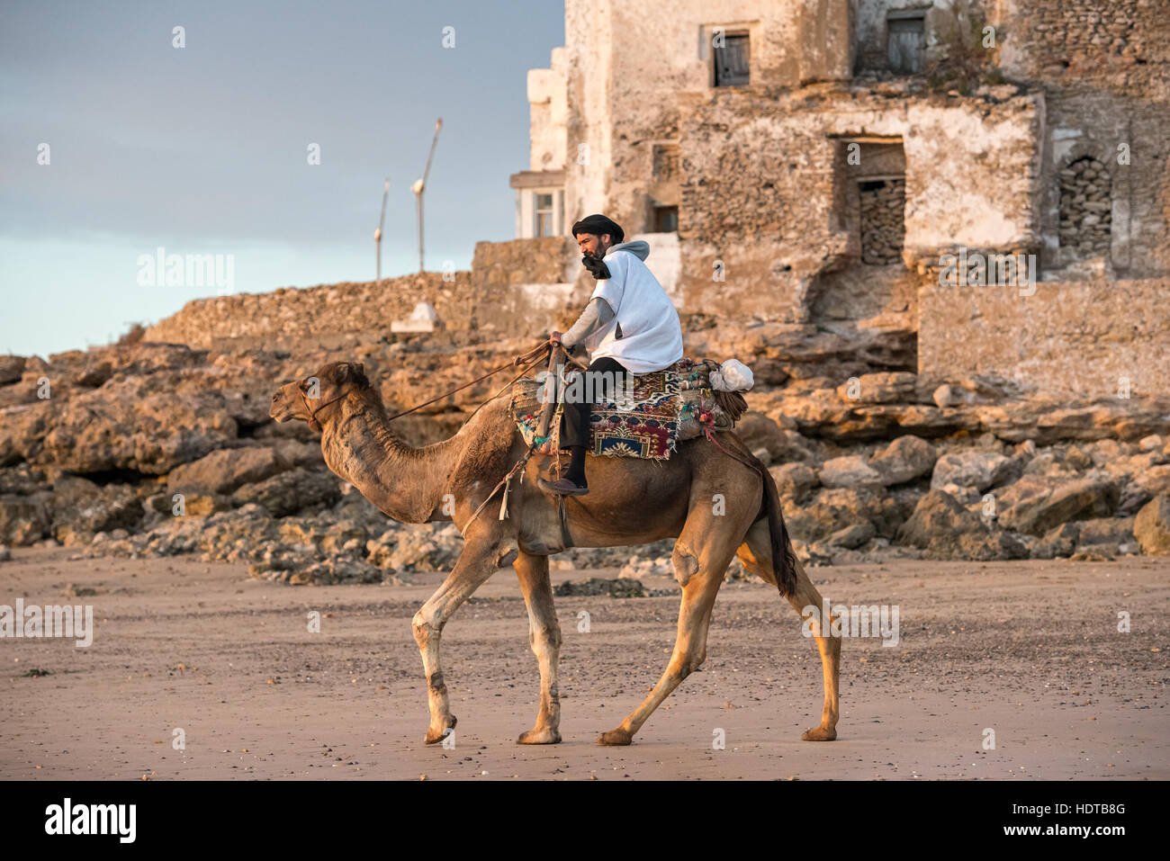Beduin with dromedary on the beach in Morocco at sunset in traditional ...