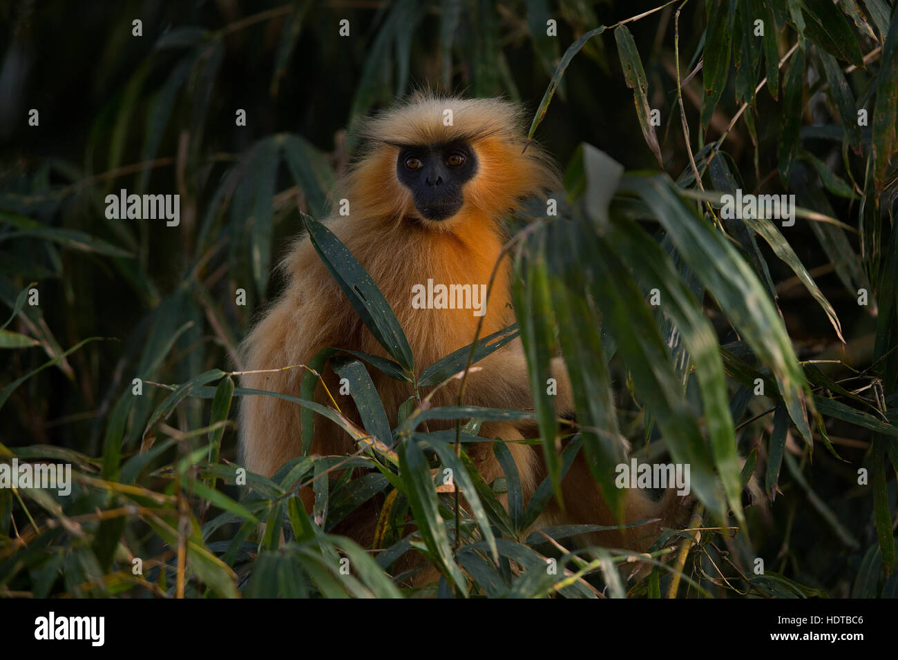 Golden langur hi-res stock photography and images - Alamy