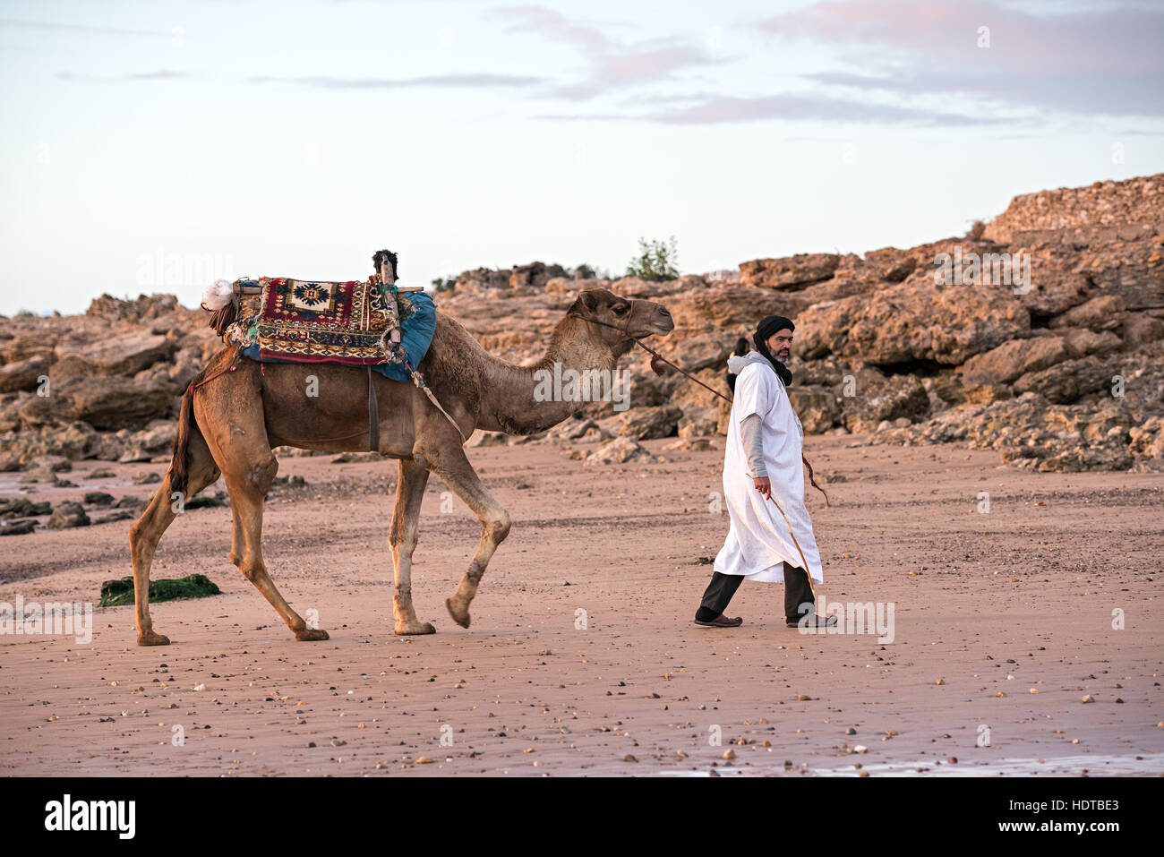 Beduin with dromedary on the beach in Morocco at sunset in traditional ...