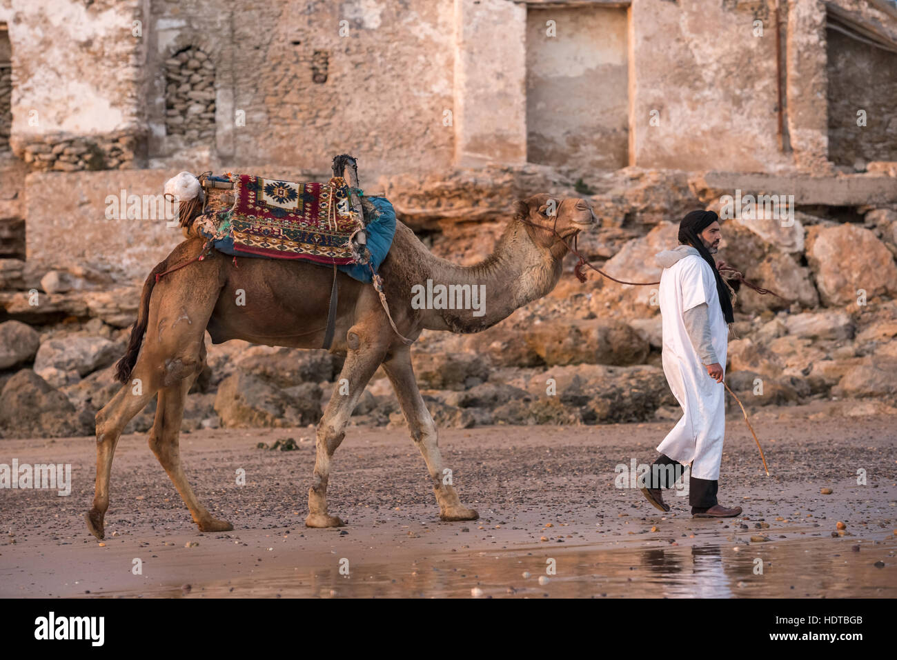 Beduin with dromedary on the beach in Morocco at sunset in traditional ...