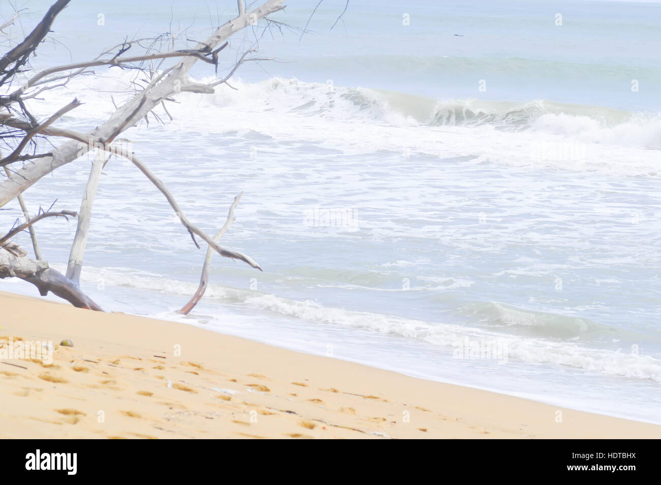 sand , sky and tree background Stock Photo - Alamy