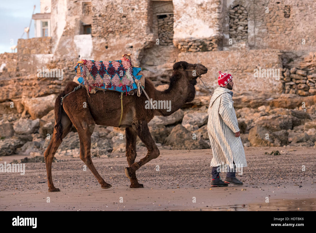 Beduin with dromedary on the beach in Morocco at sunset in traditional ...