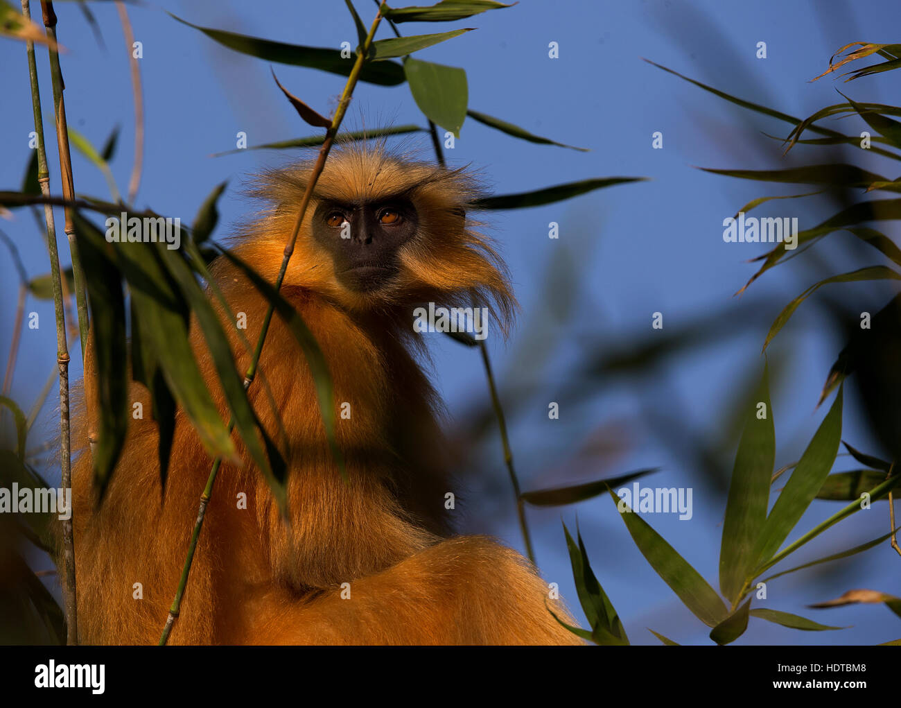 Golden Langur High Resolution Stock Photography and Images - Alamy