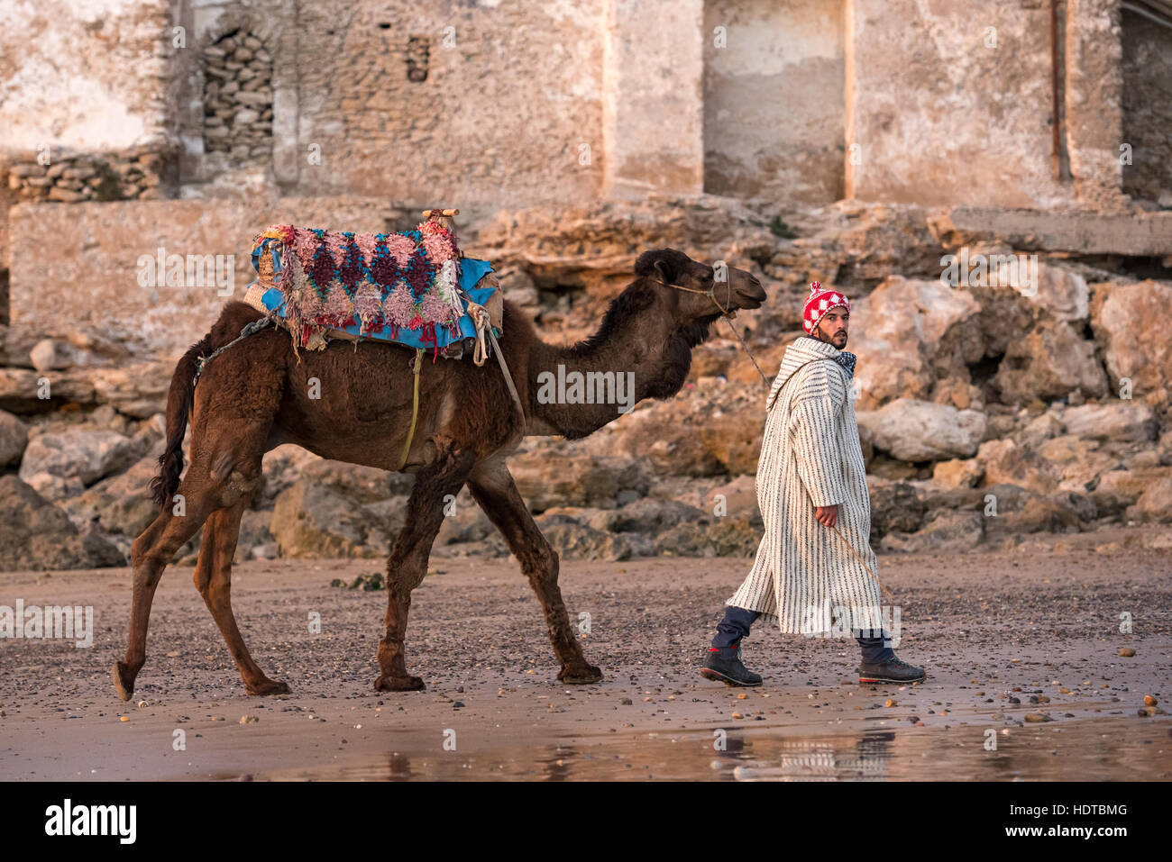 Beduin with dromedary on the beach in Morocco at sunset in traditional ...