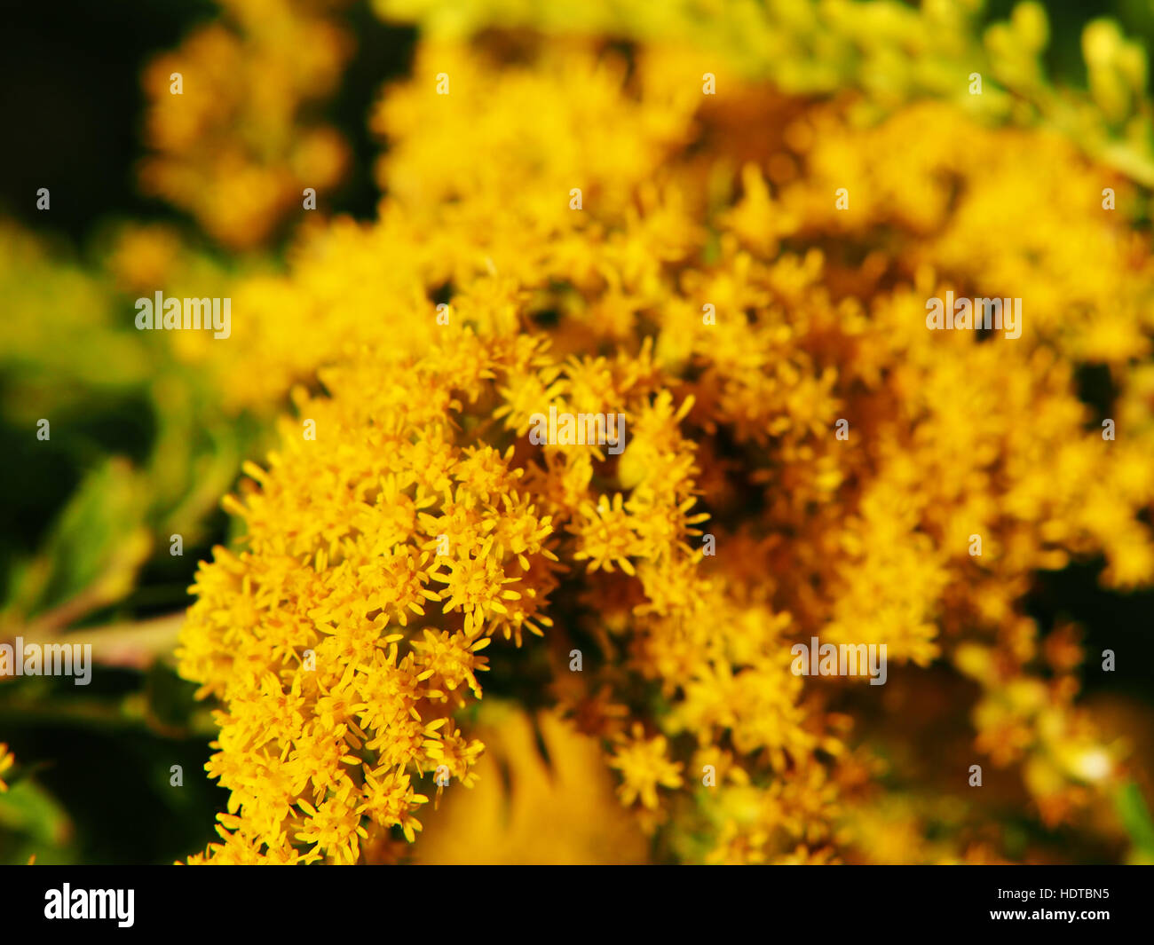 Solidago - goldenrod Stock Photo - Alamy