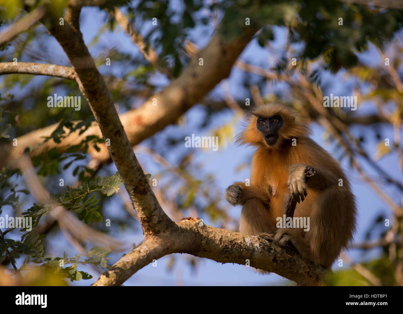 Golden langur hi-res stock photography and images - Alamy