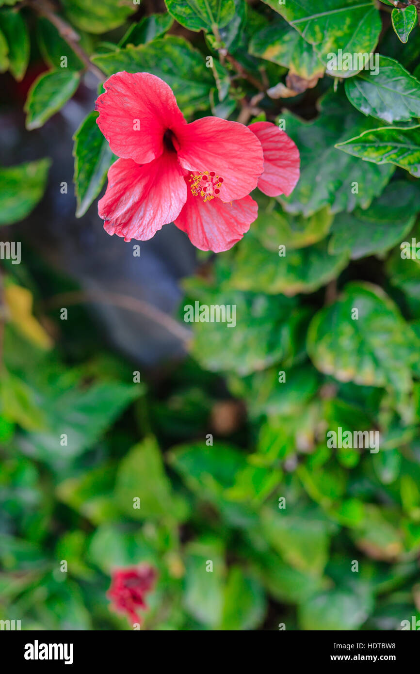 Chinese rose garden hi-res stock photography and images - Alamy