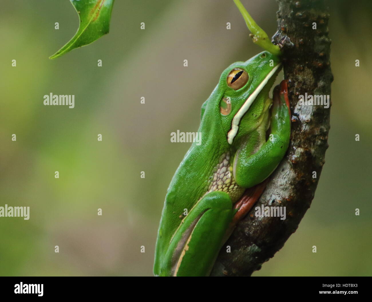 Frog in the Australian Rain forrest Stock Photo - Alamy