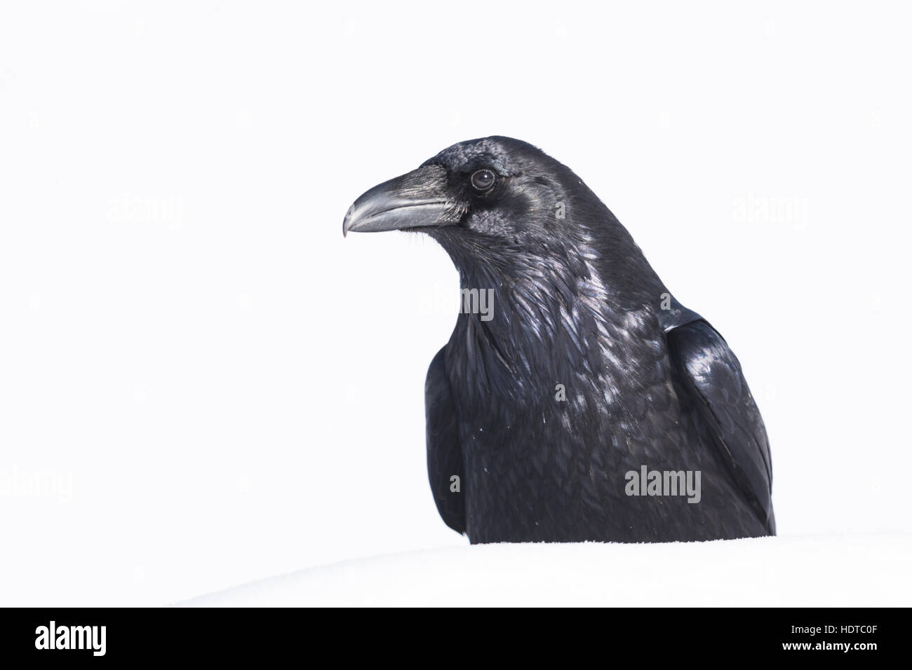 Banff national park wildlife Cut Out Stock Images & Pictures - Alamy