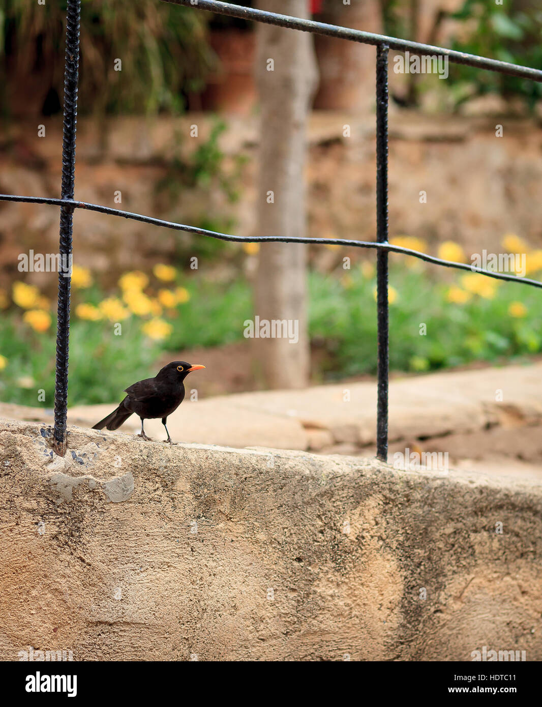 Raven with orange beak, sitting on a fence Stock Photo - Alamy