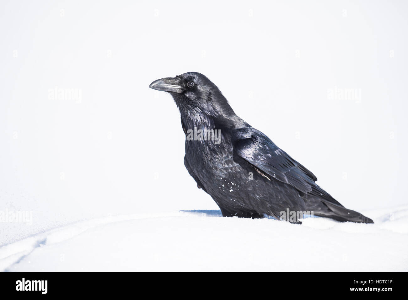 Common Raven Playing in the snow, Banff National Park Alberta Canada ...