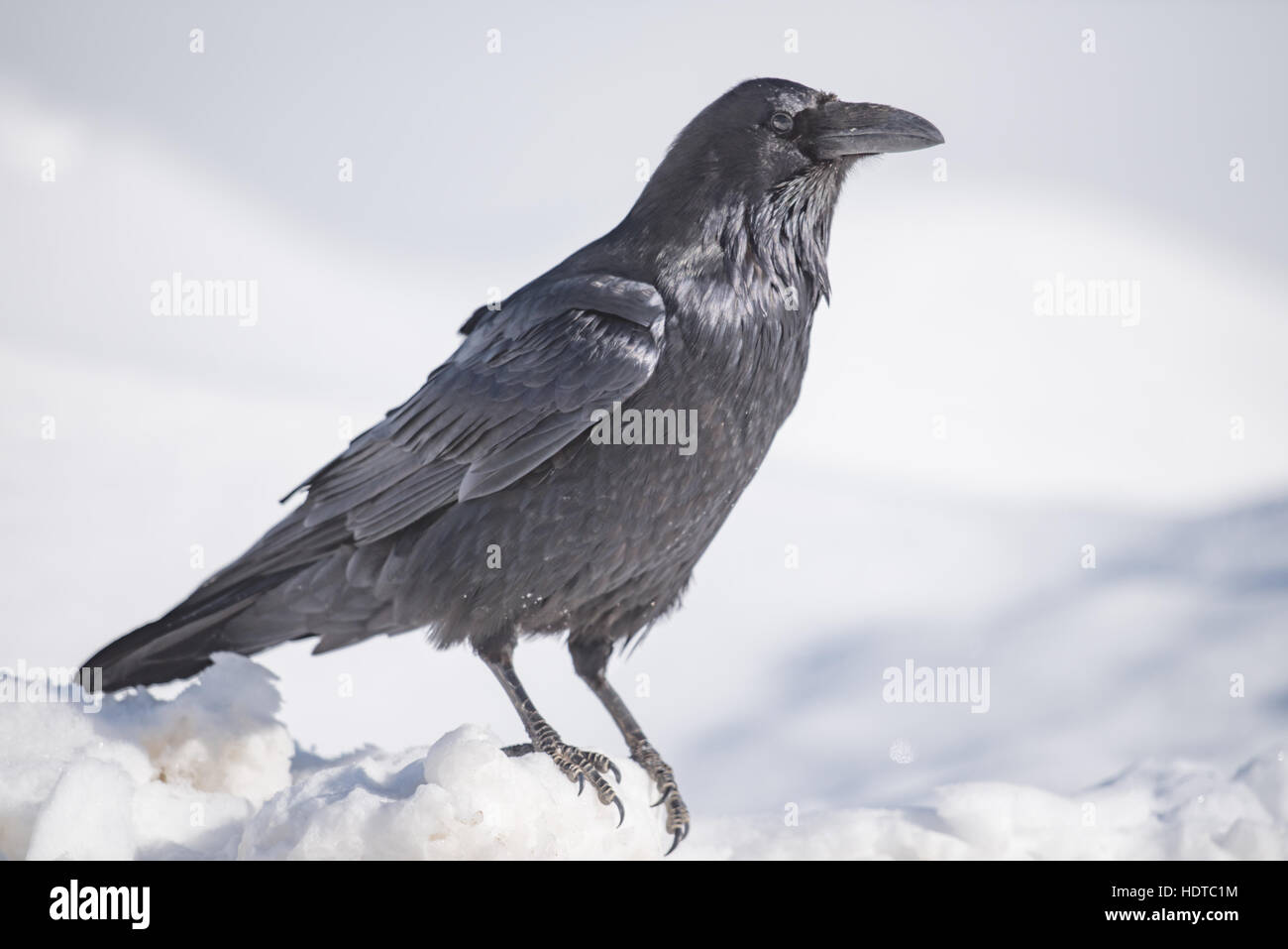 Common Raven Playing in the snow, Banff National Park Alberta Canada ...