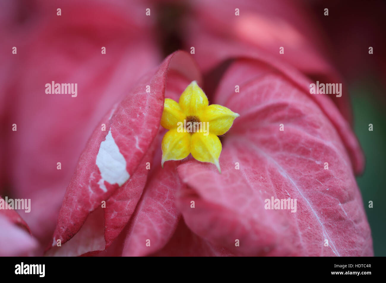 Yellow In Red Stock Photo Alamy