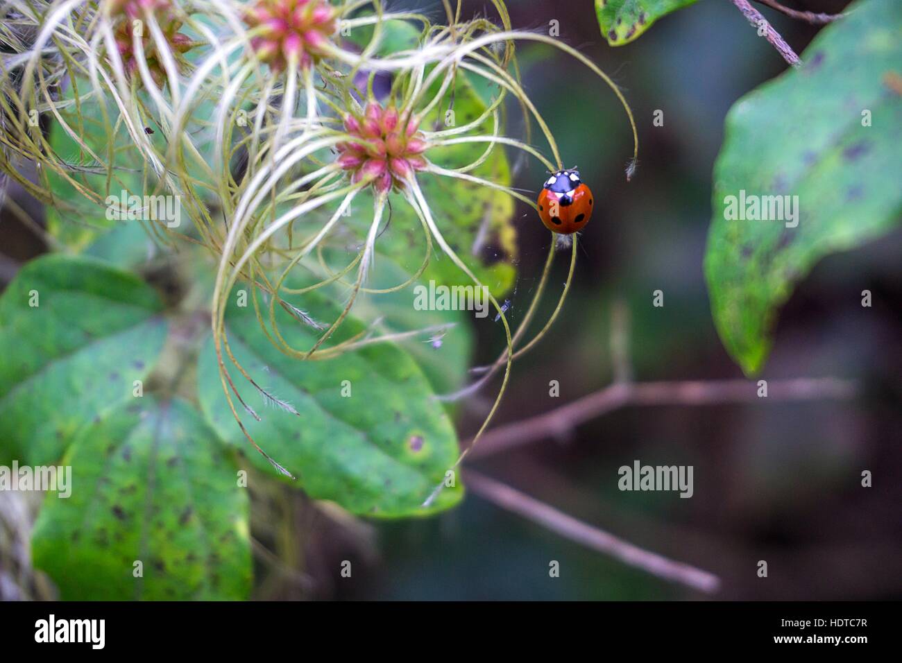 Ladybug And Flower High Resolution Stock Photography and Images - Alamy