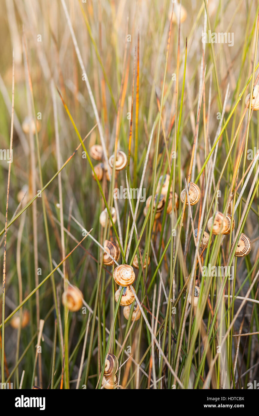 Lots of snails hanging from the tip of the grass field Stock Photo - Alamy
