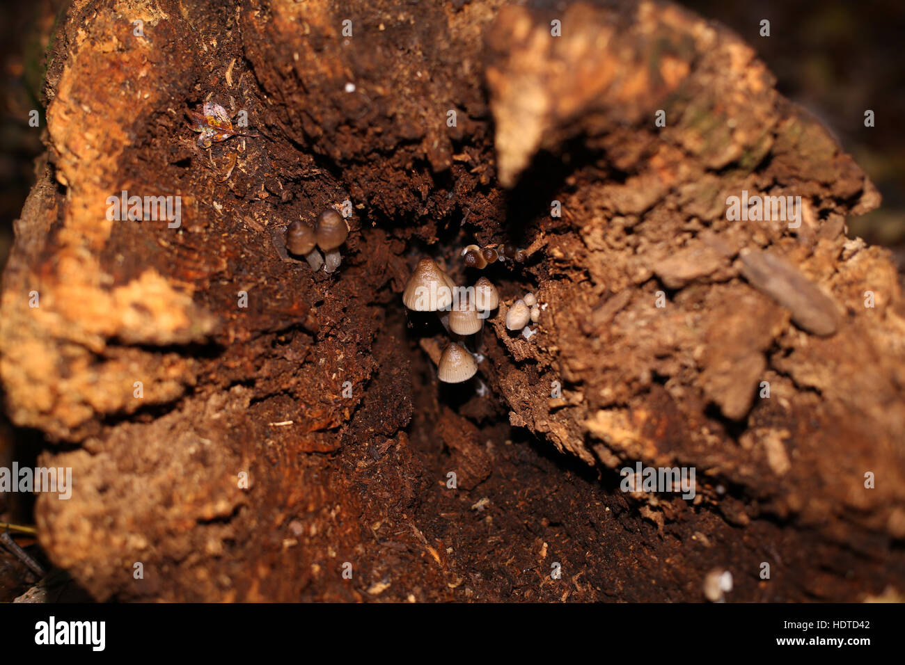 Cave fungi hi-res stock photography and images - Alamy