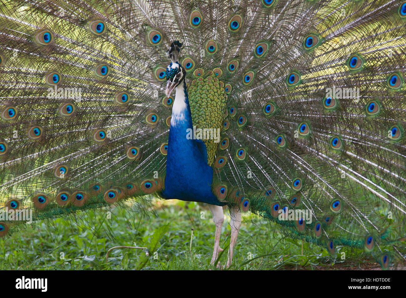 Indian or blue peafowl (Pavo cristatus mut. Pied), mutation, spreading ...
