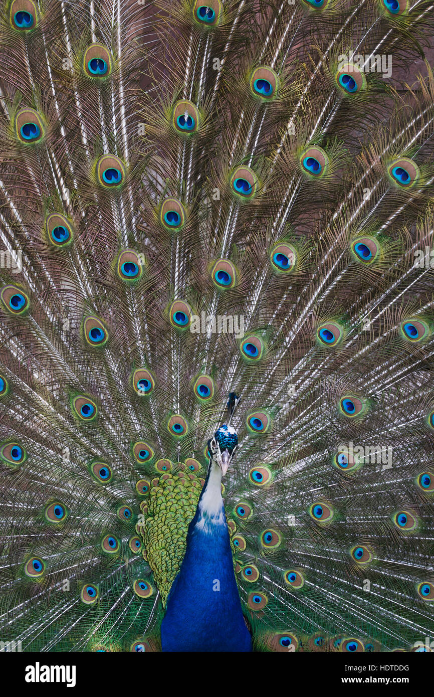 Indian or blue peafowl (Pavo cristatus mut. Pied), mutation, spreading ...