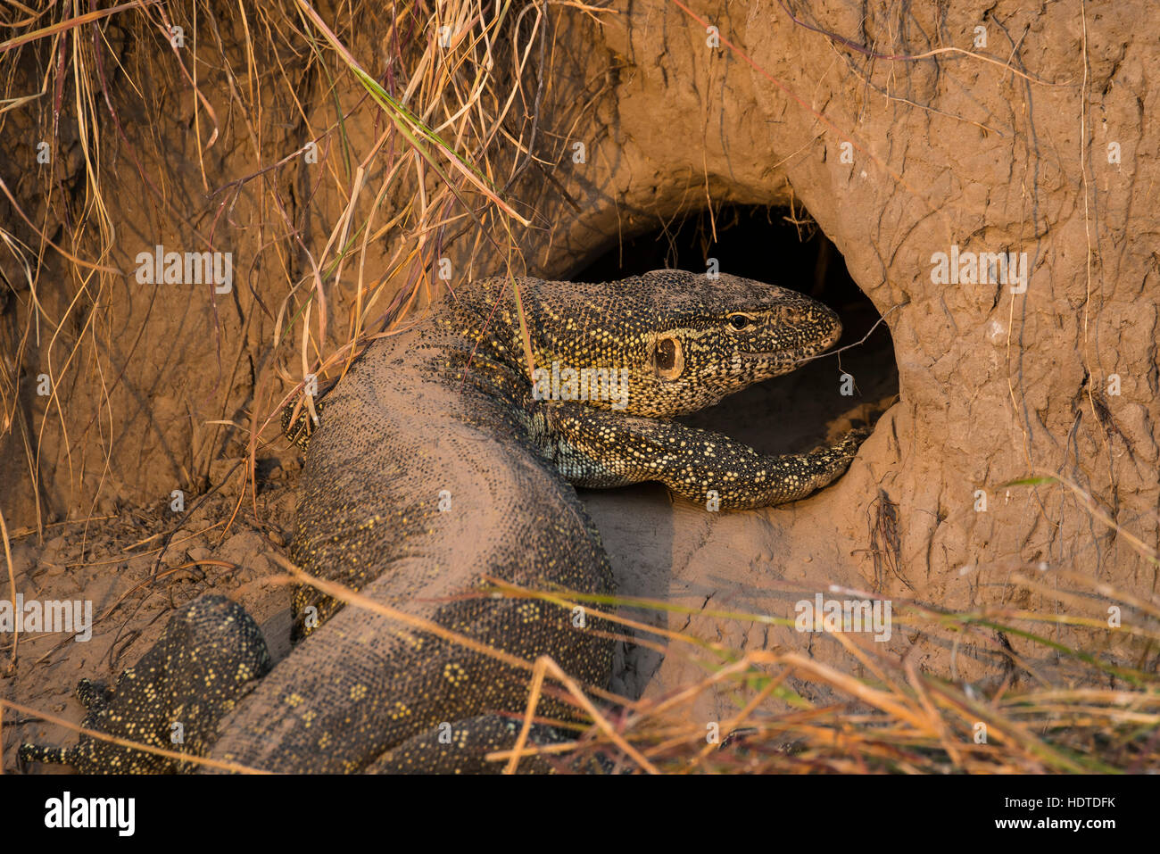 Nile monitor (Varanus niloticus) in front of hole in termite mound ...